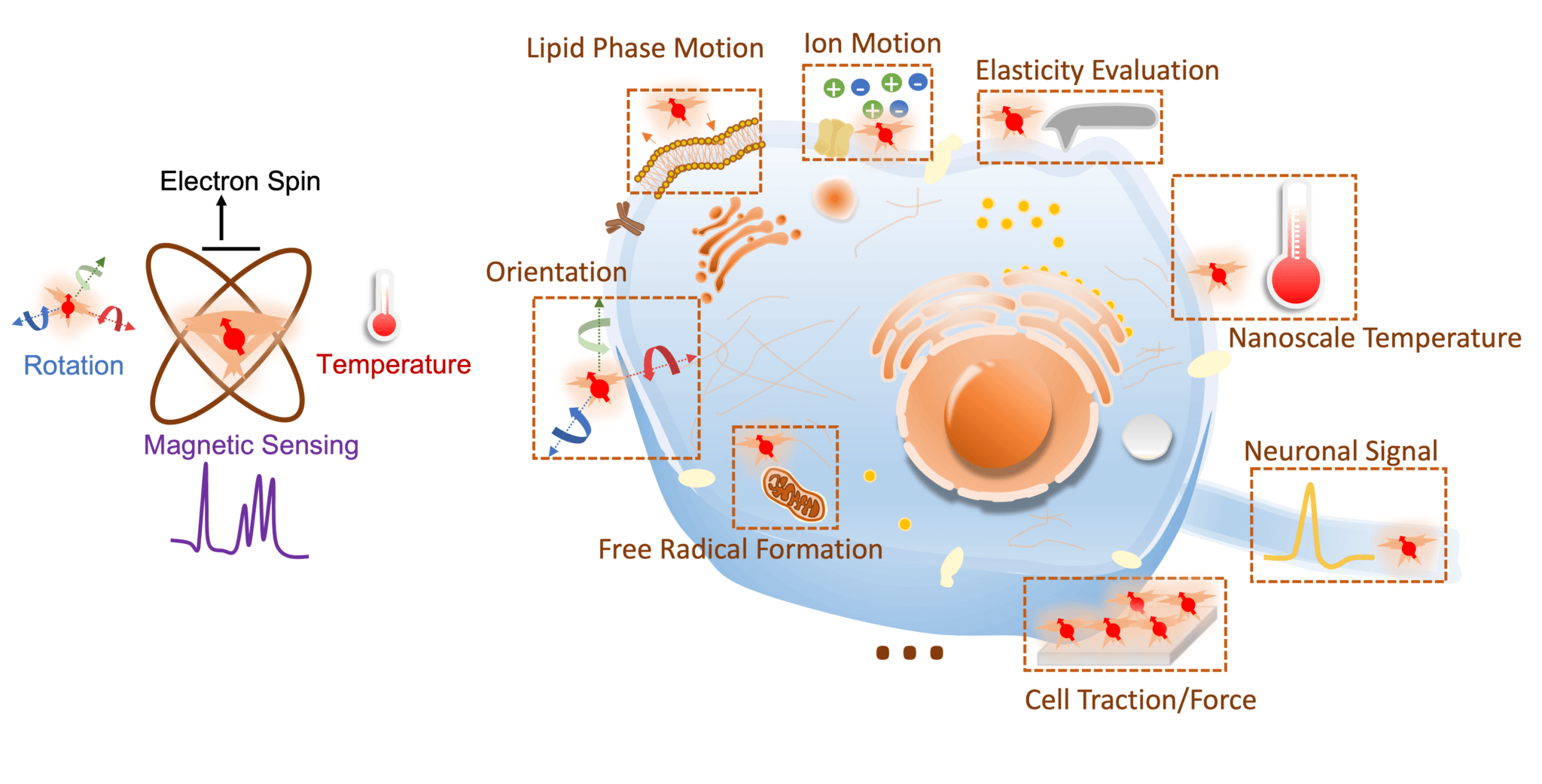 Harnessing Quantum Forces: The Future of Nanoscale Assembly